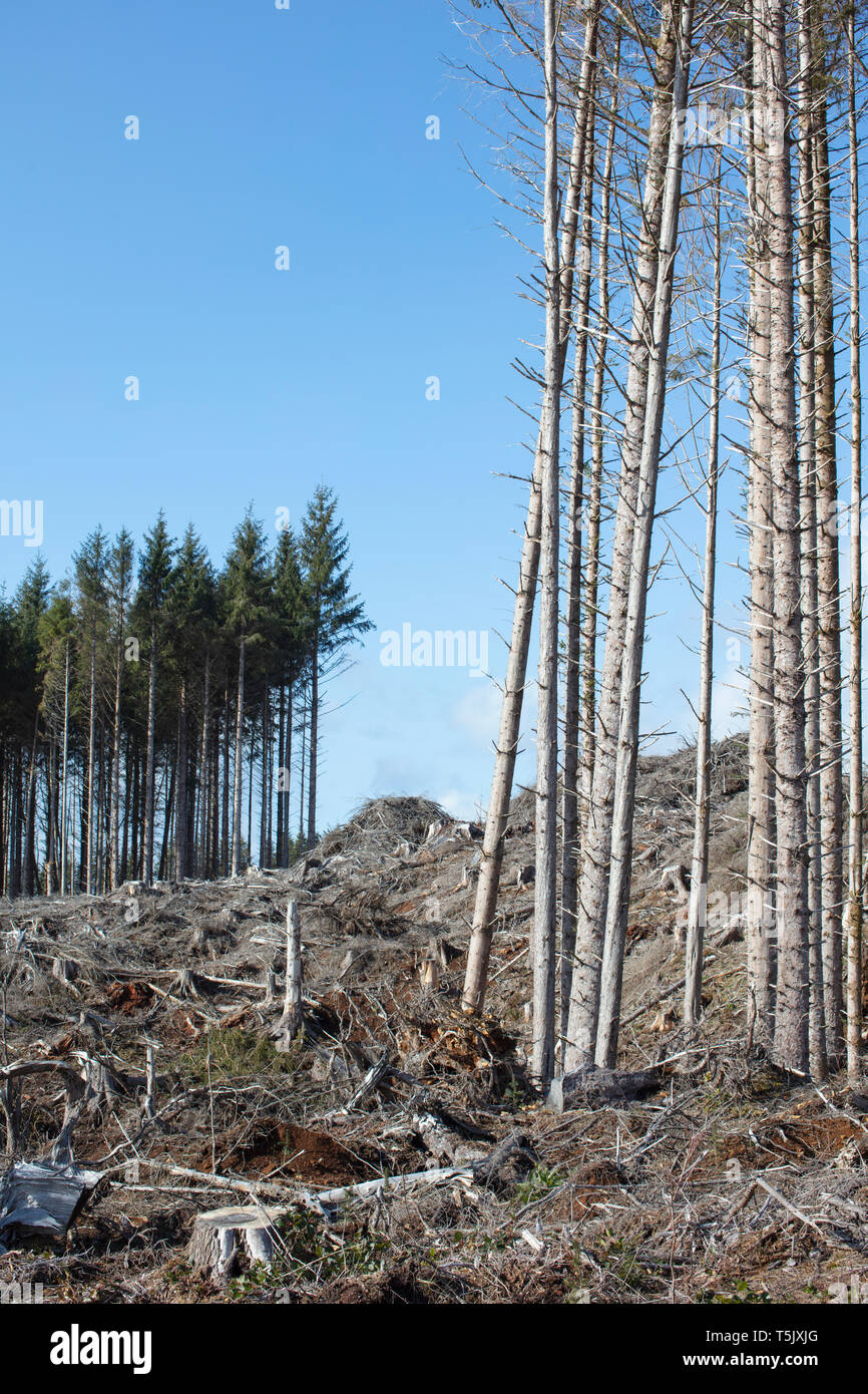 Open landscape, a hillside of logged spruce, hemlock and fir trees ...