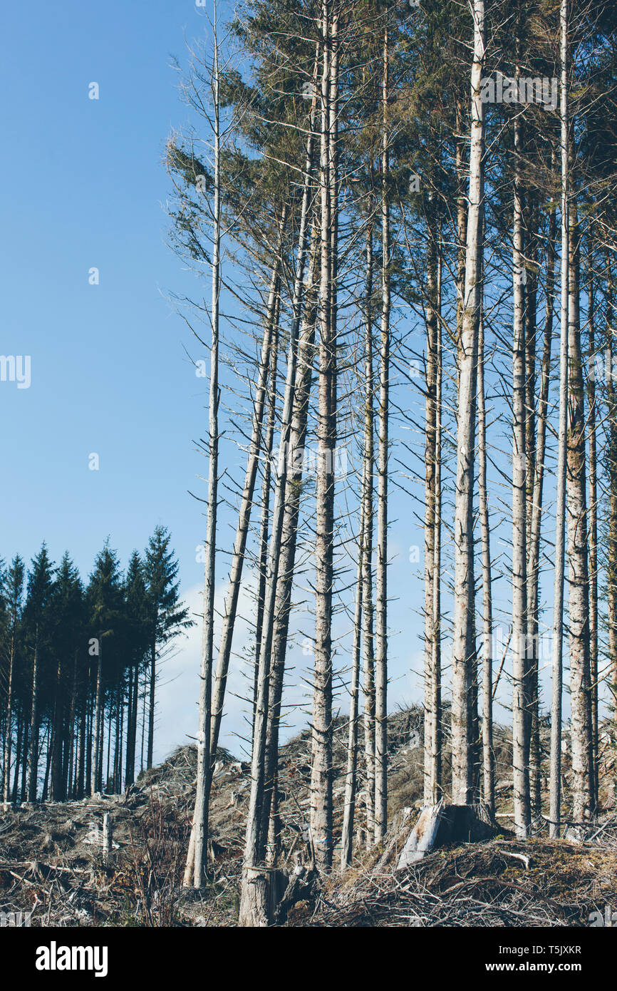 Open landscape, a hillside of logged spruce, hemlock and fir trees ...