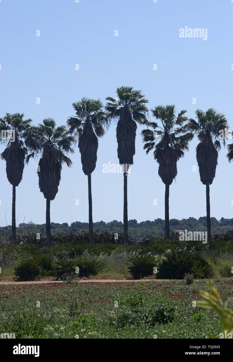 Palm trees in a row with high trunks abstract isolated Stock Photo - Alamy