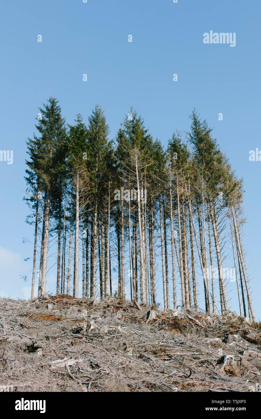 Open landscape, a hillside of logged spruce, hemlock and fir trees ...