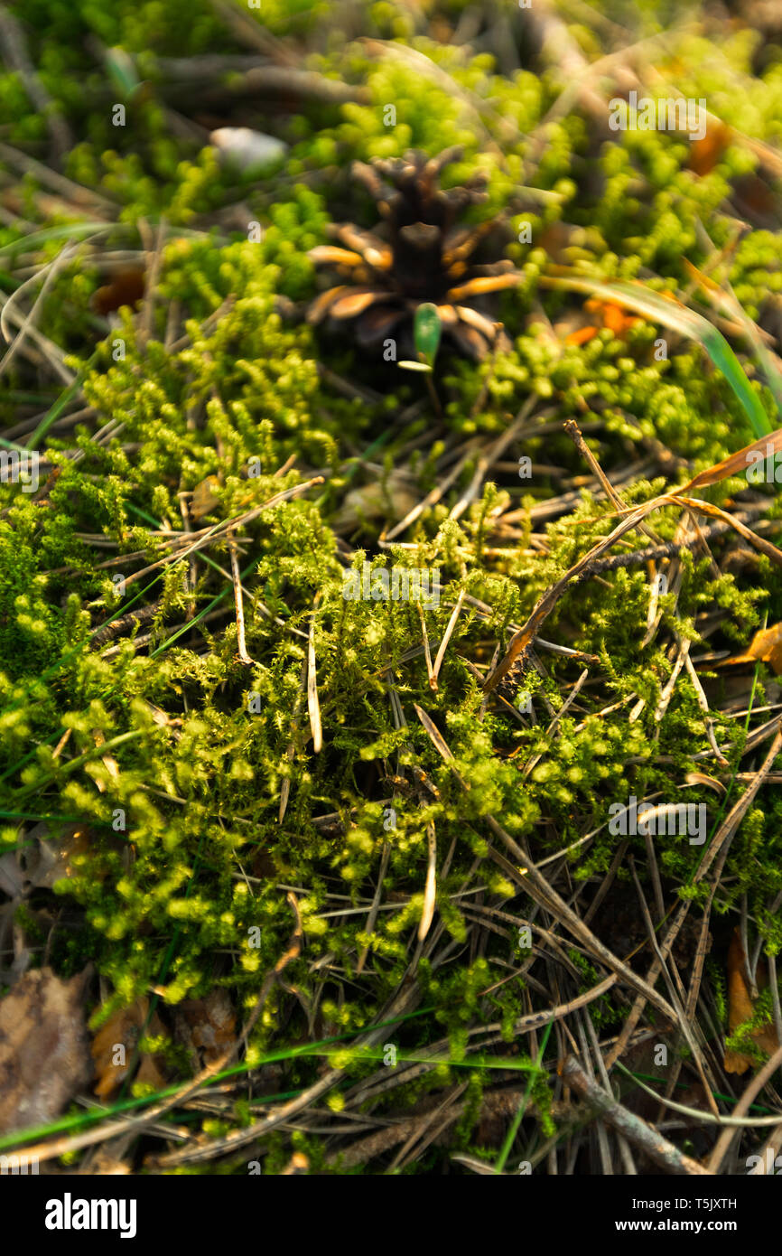 Green Moss in the sunset forest with warm light and sun flare through ...