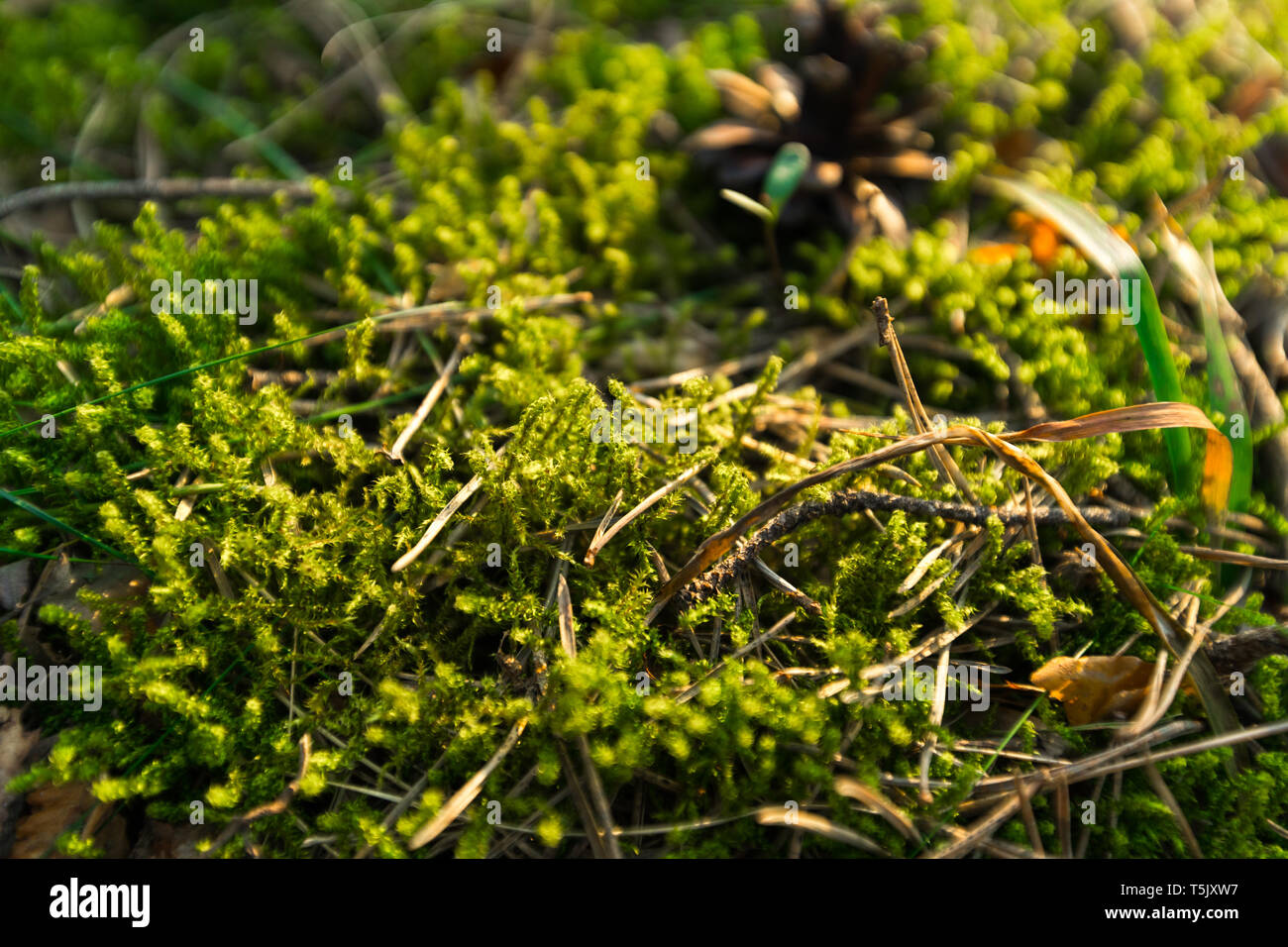 Green Moss in the sunset forest with warm light and sun flare through ...
