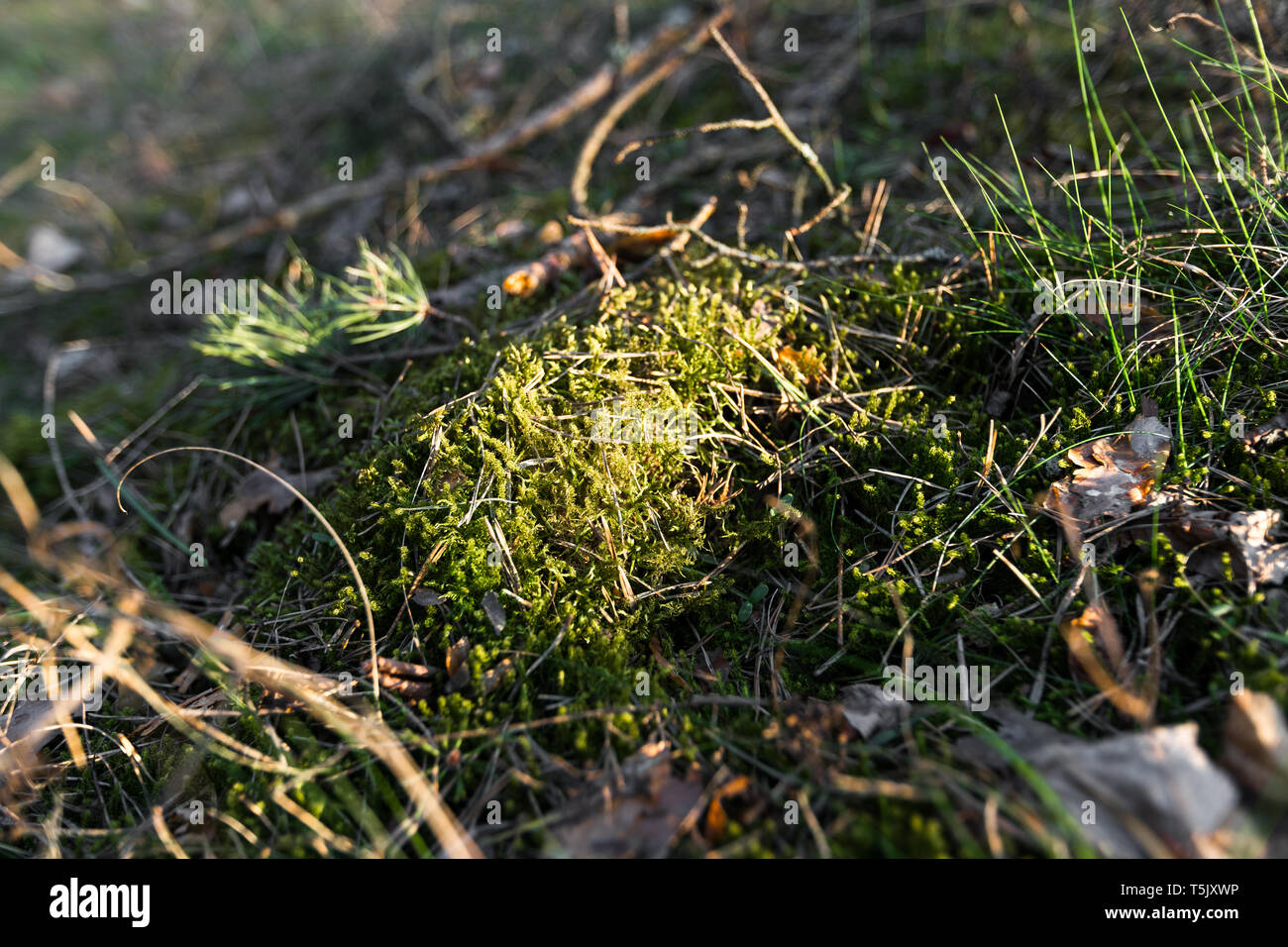 Green Moss in the sunset forest with warm light and sun flare through ...