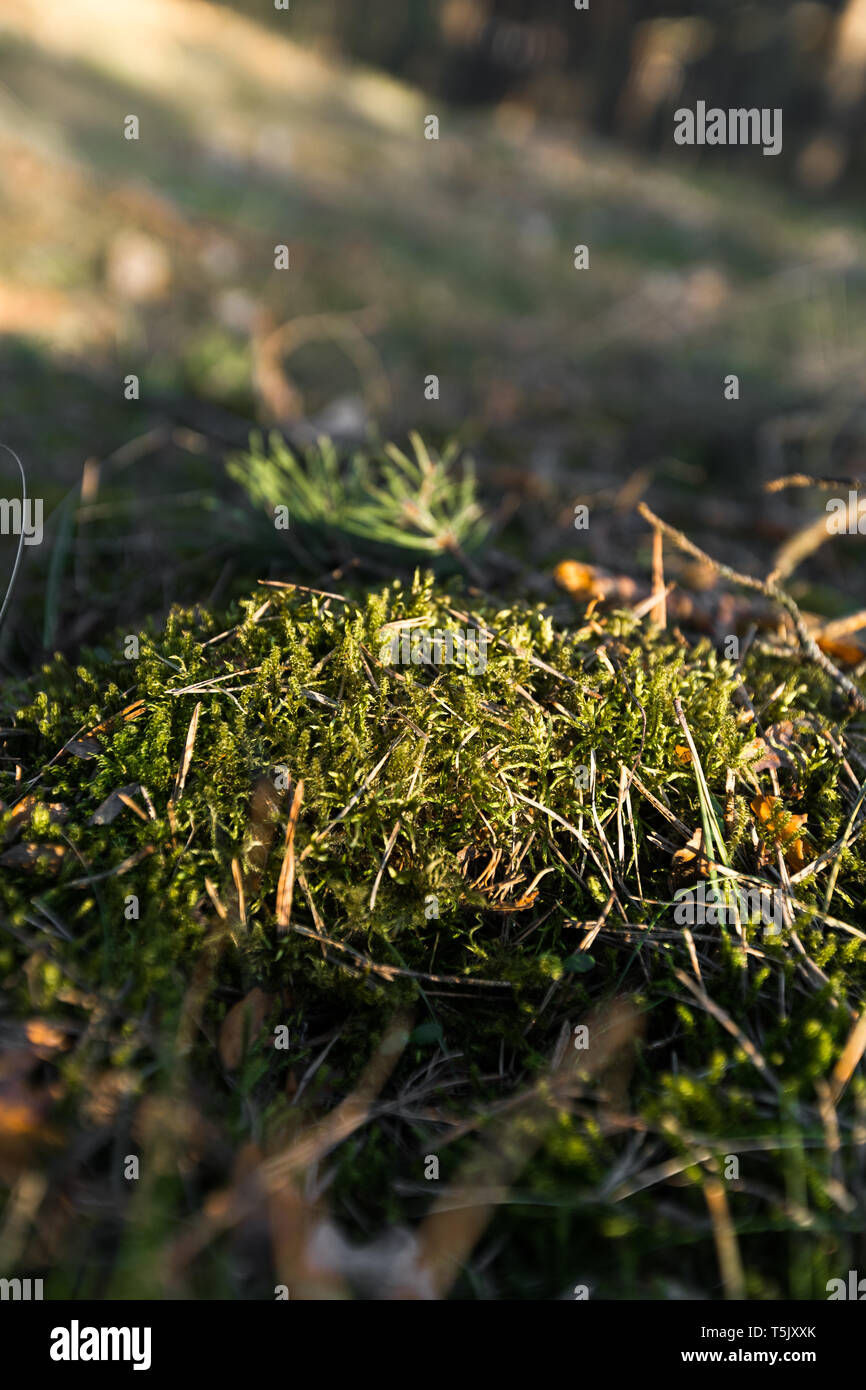 Green Moss in the sunset forest with warm light and sun flare through ...