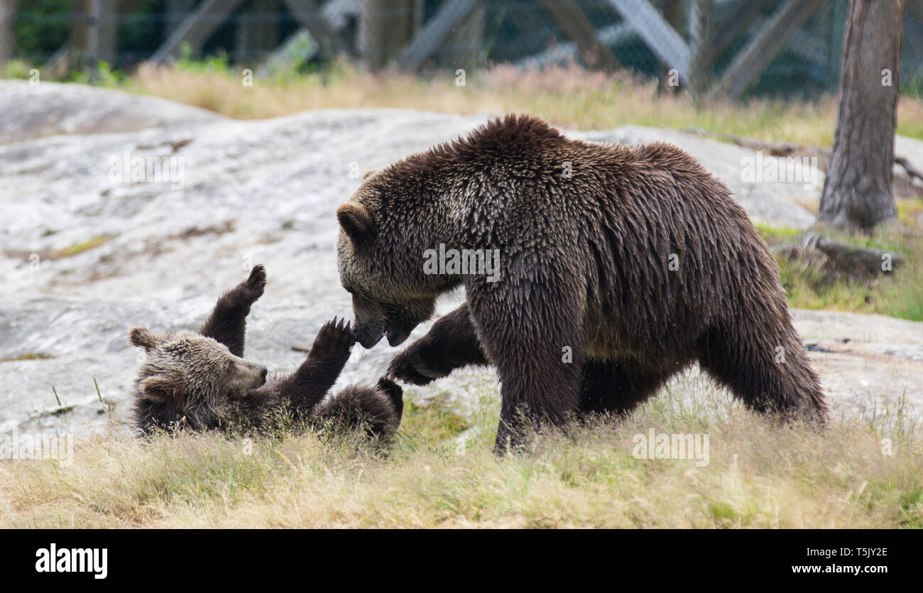 Cute family of brown bear mother bear and its baby cub playing in the ...