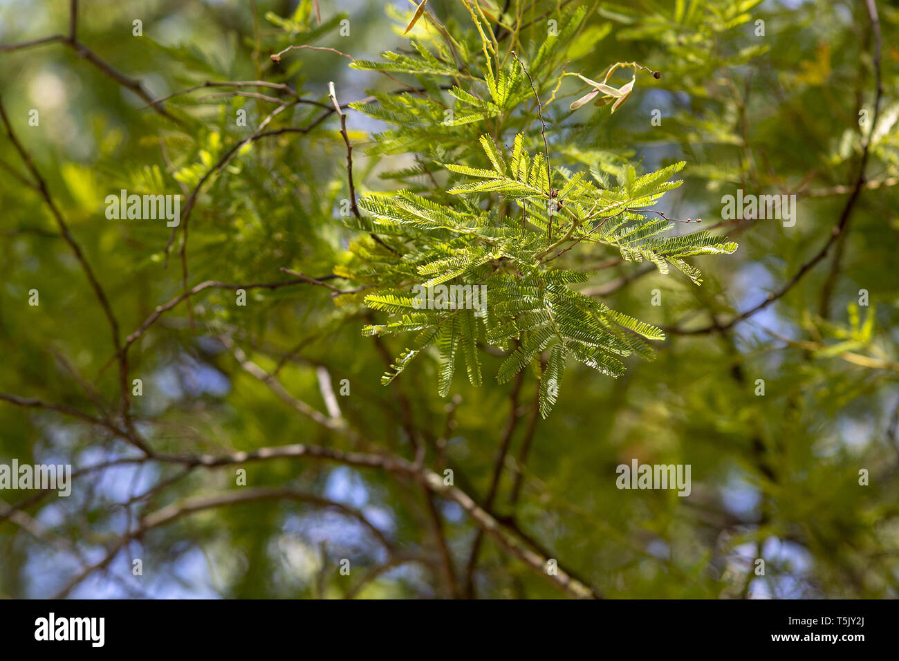 Fresh acacia tree hi-res stock photography and images - Alamy