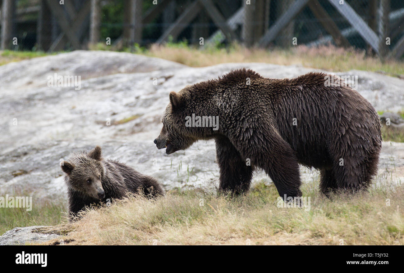Cute family of brown bear mother bear and its baby cub playing in the ...