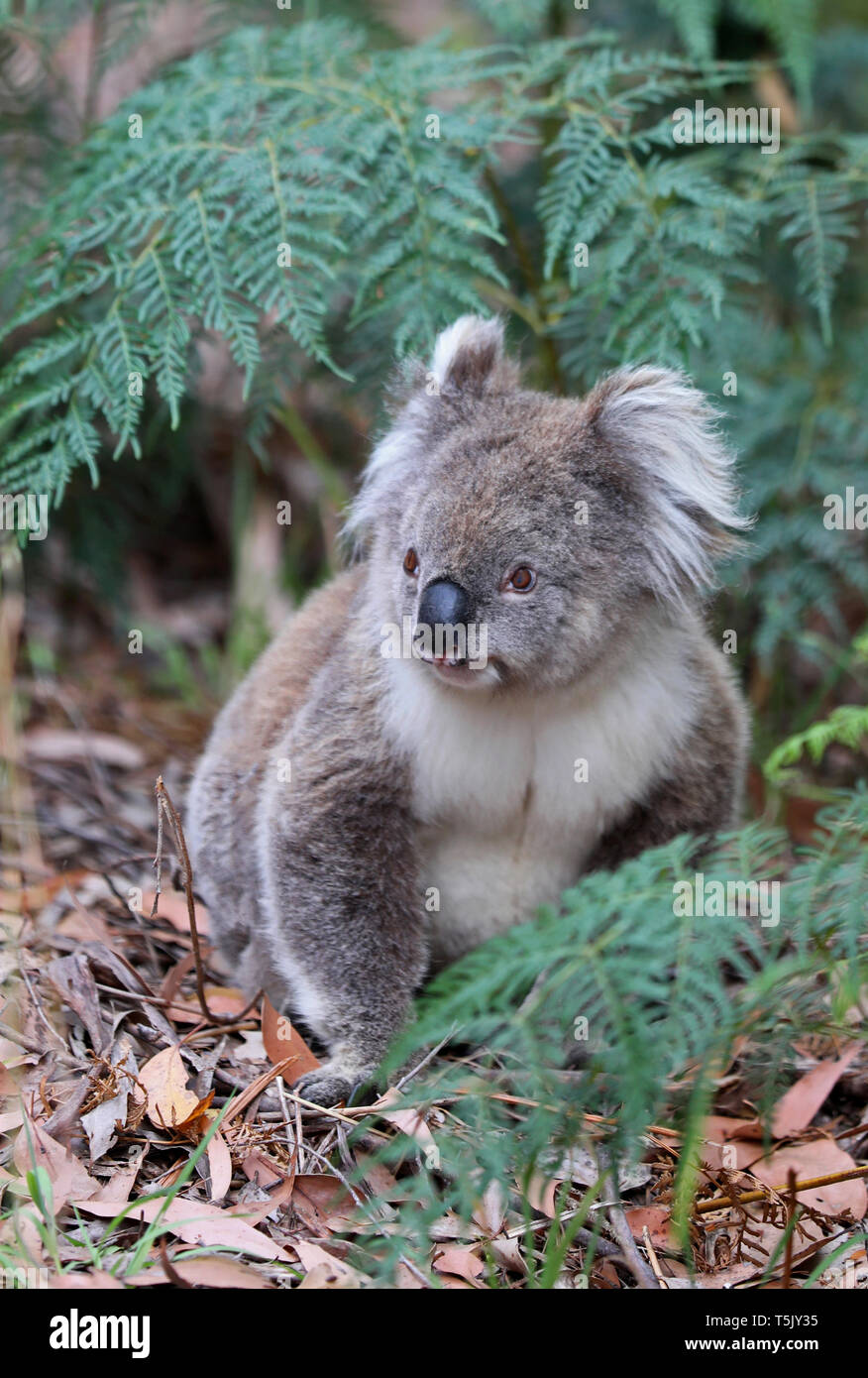 Wild Koala in Australia Stock Photo - Alamy