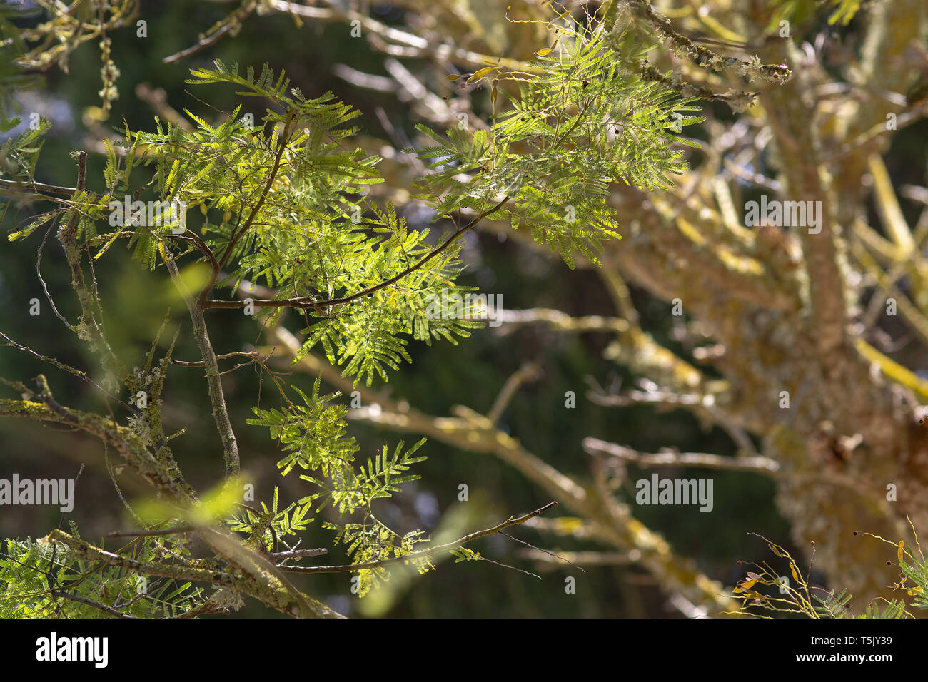 Acacia tree leaves hi-res stock photography and images - Alamy