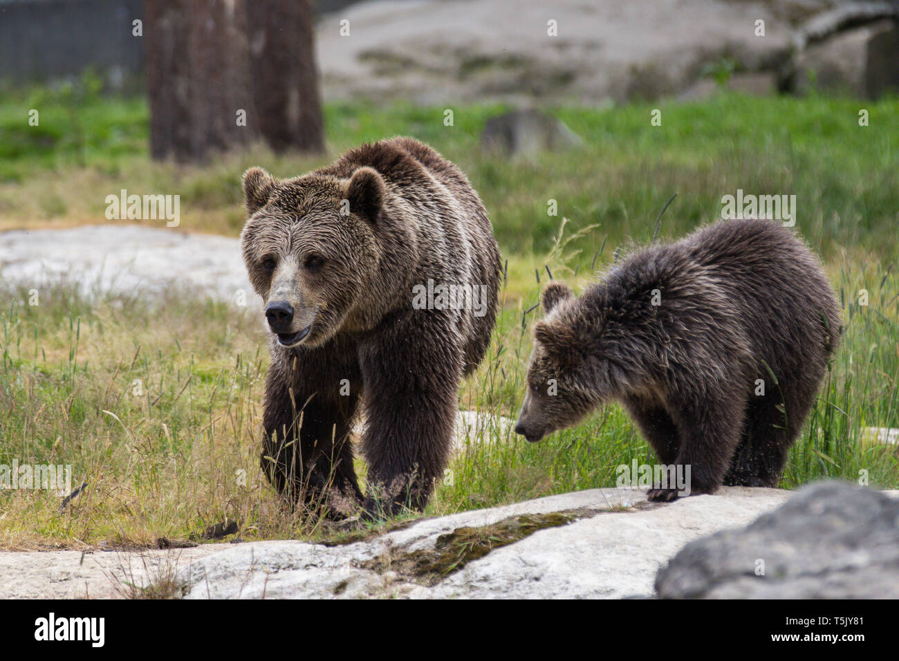 Cute family of brown bear mother bear and its baby cub playing in the ...