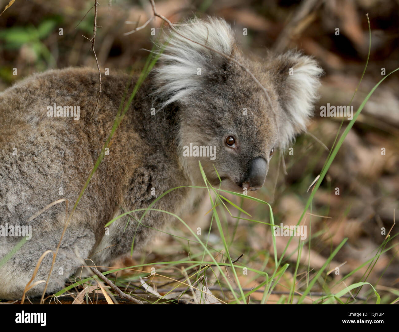 Portrait of a koala and a tourist hi-res stock photography and images ...