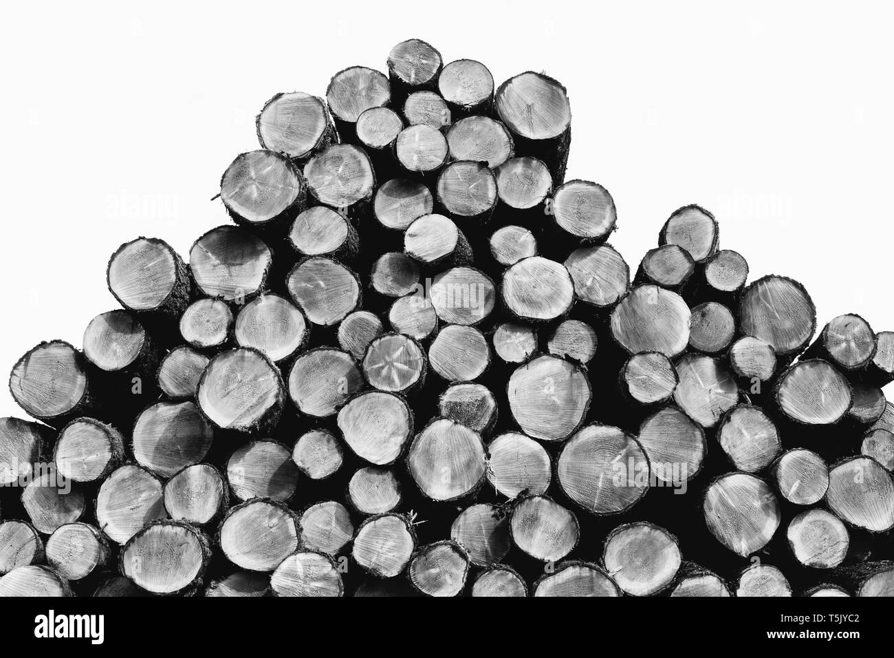 Spruce tree stump Black and White Stock Photos & Images - Alamy