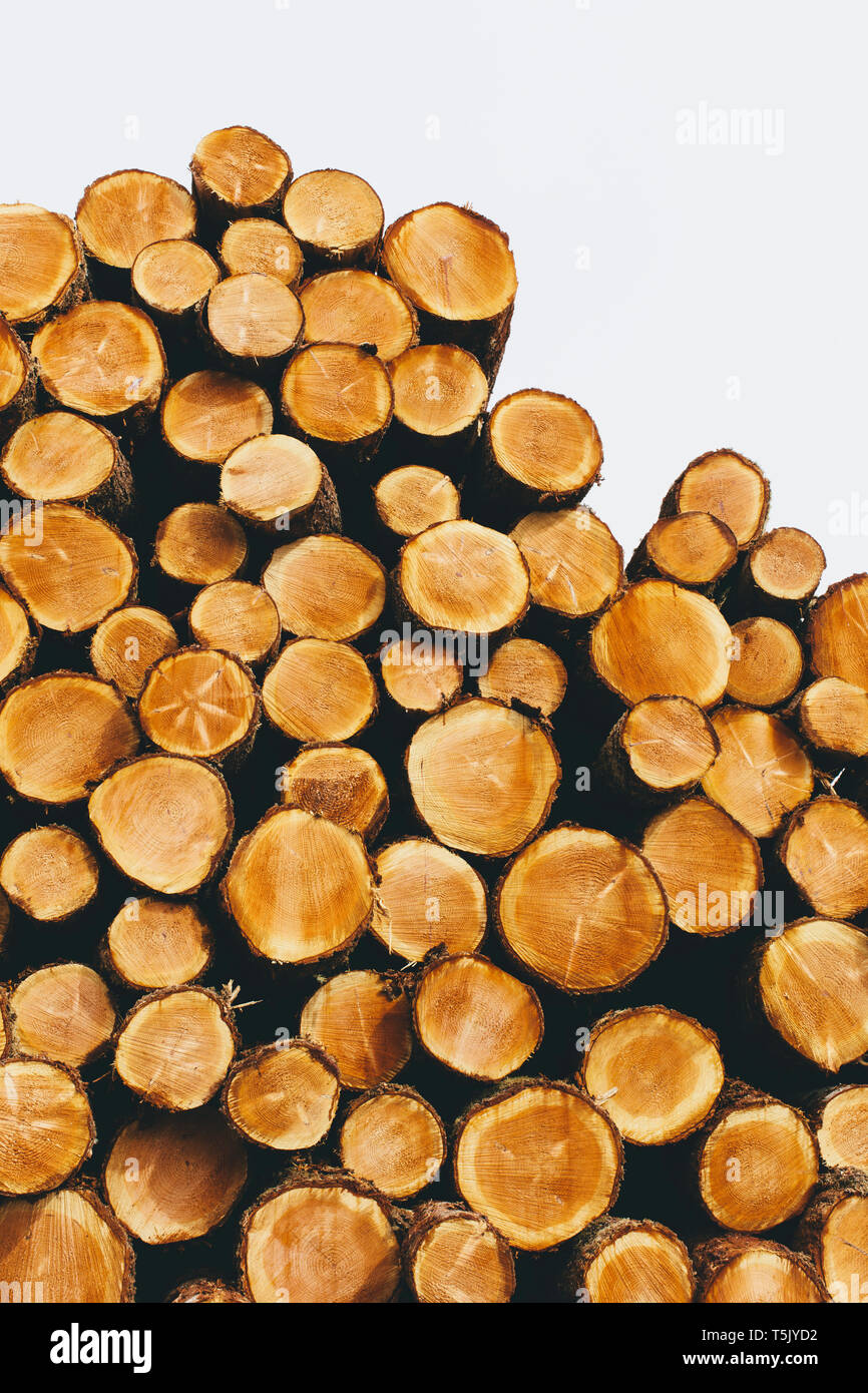 Stacked logs, freshly logged spruce, hemlock and fir trees Stock Photo ...