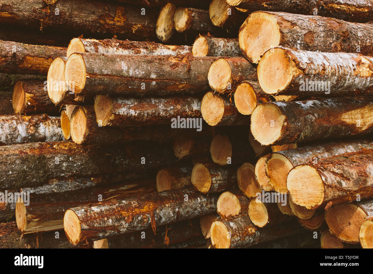 Stacked logs, freshly logged spruce, hemlock and fir trees Stock Photo ...