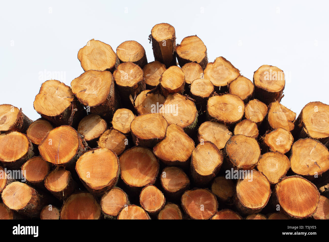 Stacked logs, freshly logged spruce, hemlock and fir trees Stock Photo ...