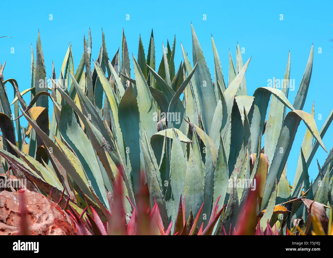 Succulent agave and aloe vera plants closeup macro Stock Photo - Alamy