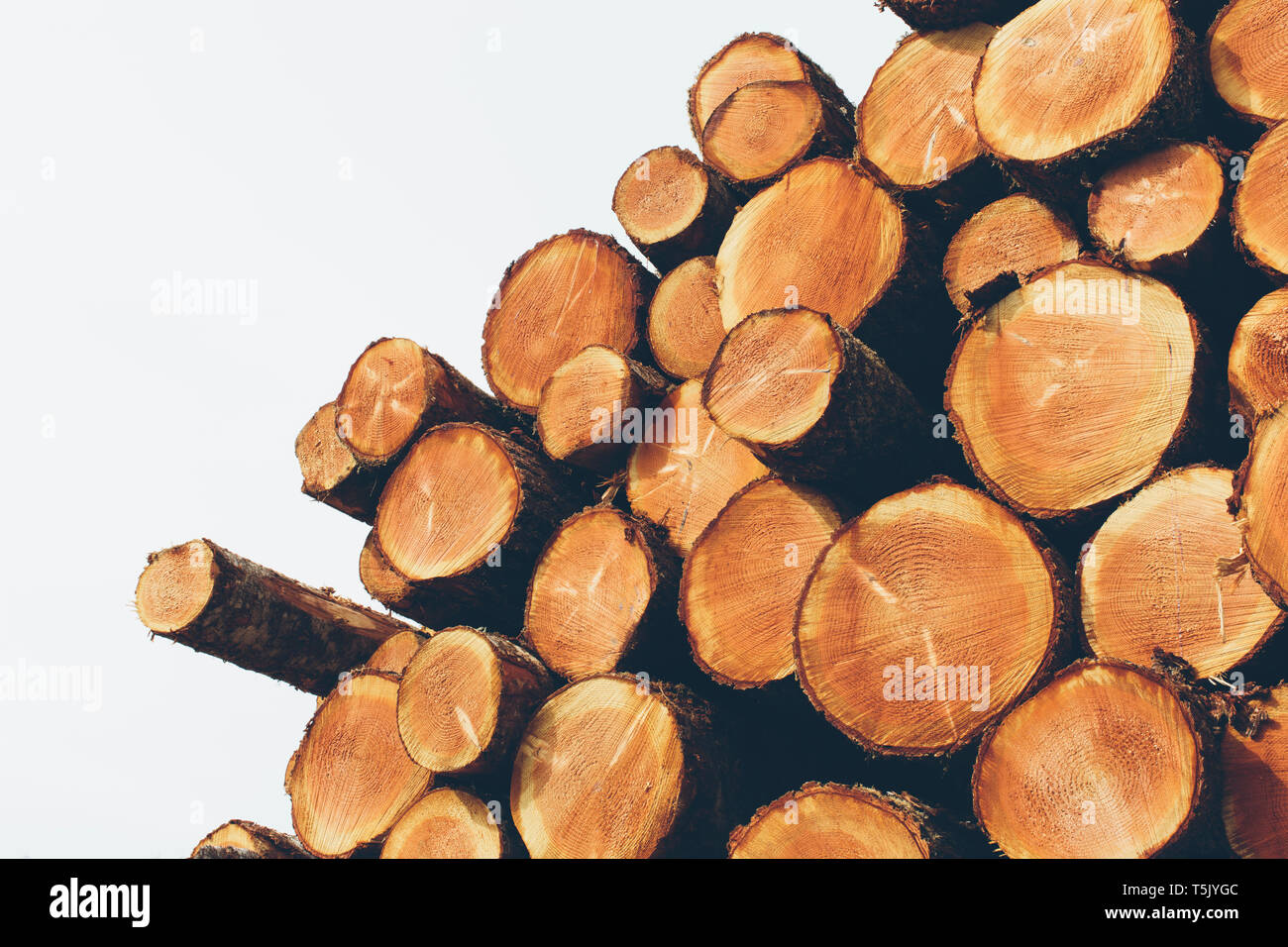 Stacked logs, freshly logged spruce, hemlock and fir trees Stock Photo ...
