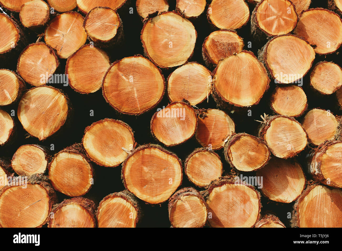 Stacked logs, freshly logged spruce, hemlock and fir trees Stock Photo ...