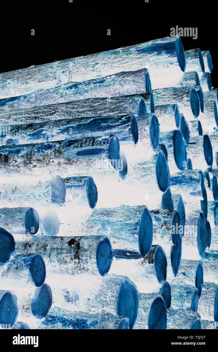 Inverted image of pile of logged fir, hemlock and spruce trees Stock ...