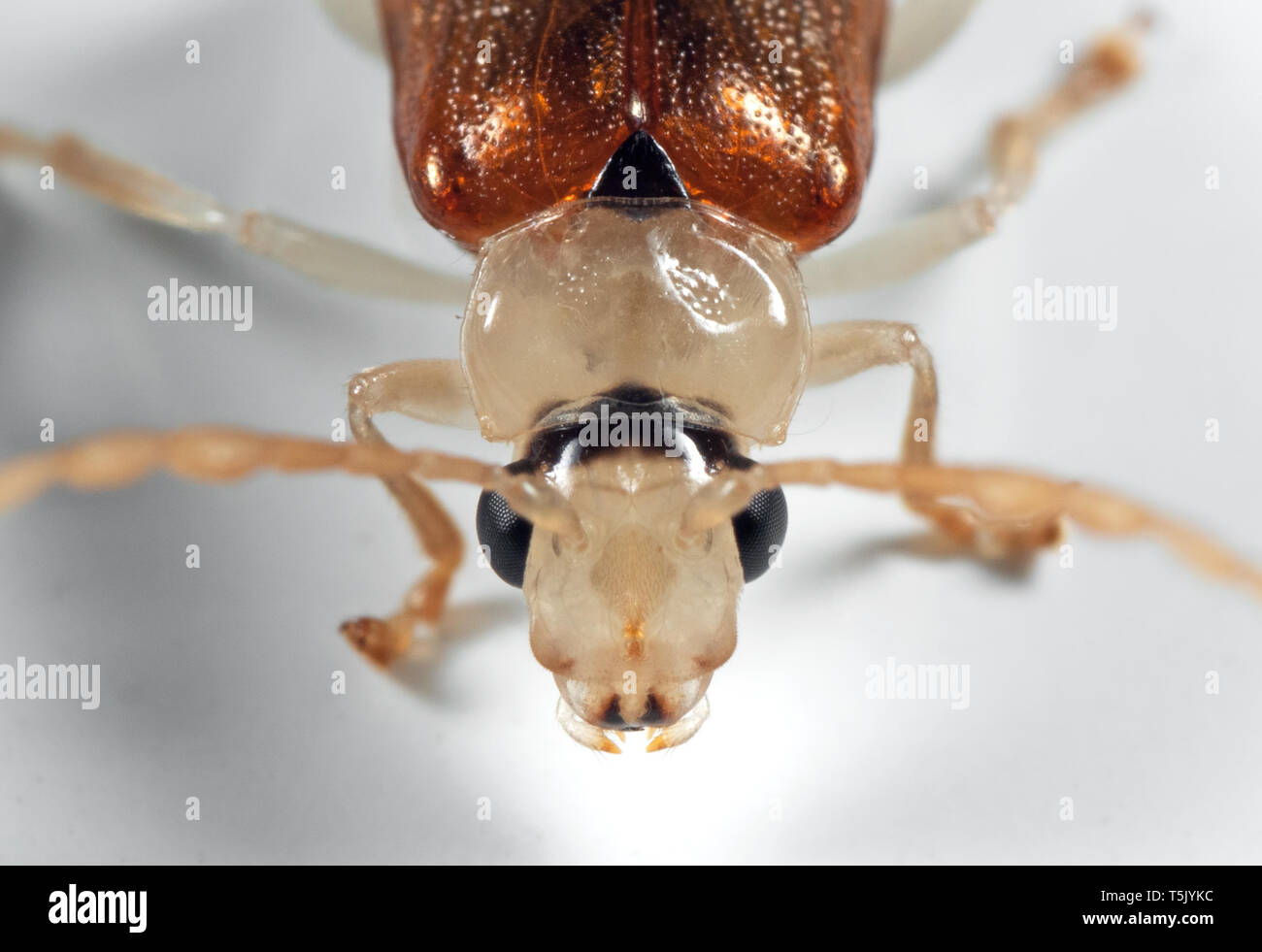 Macro Photography of Head of Beetle on White Floor Stock Photo - Alamy