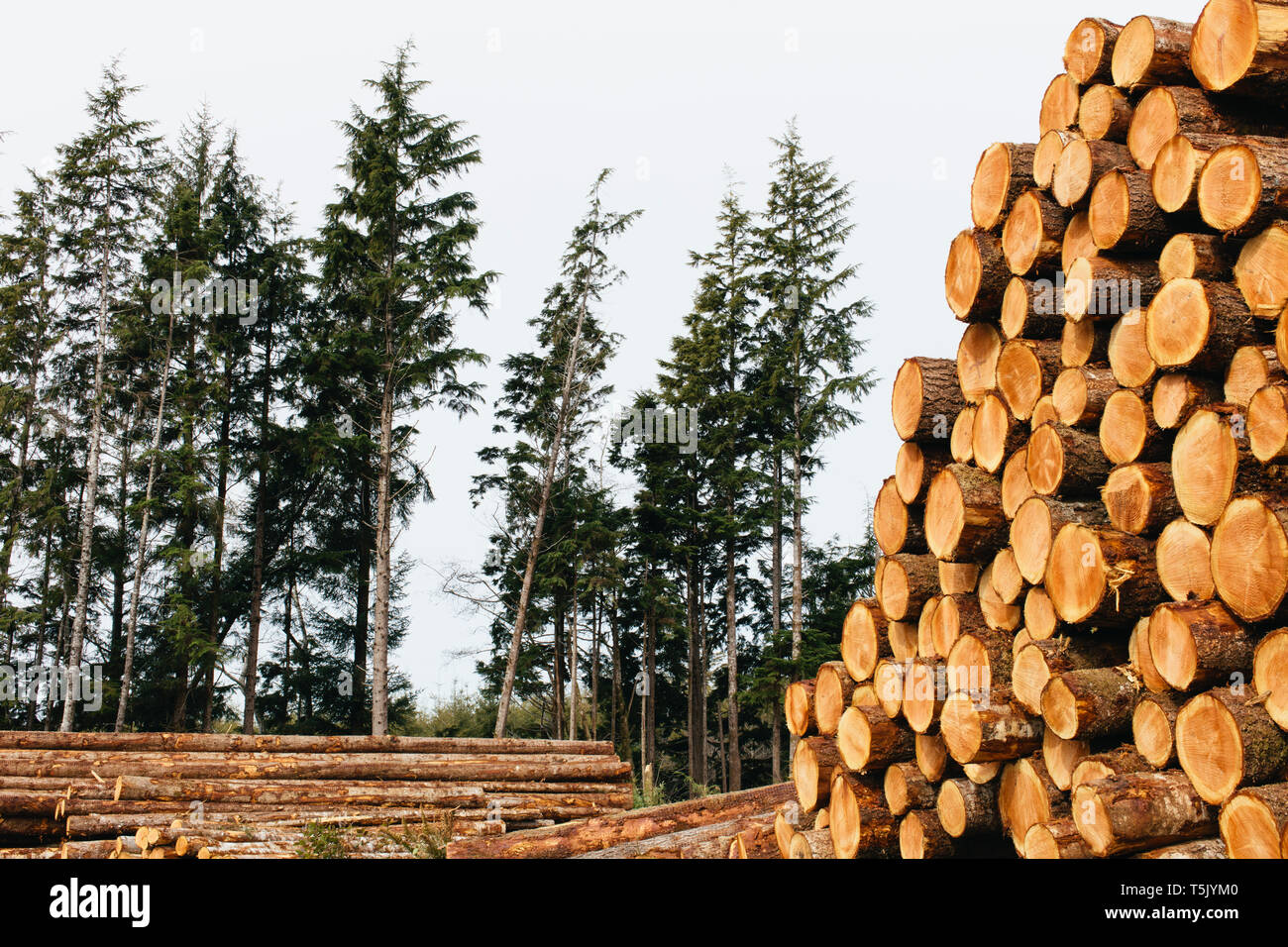 Stacked logs, freshly logged spruce, hemlock and fir trees Stock Photo ...