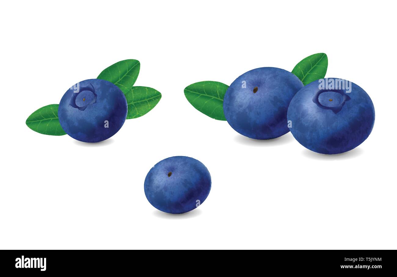 Blueberry isolated on white background. Realistic illustration Stock ...