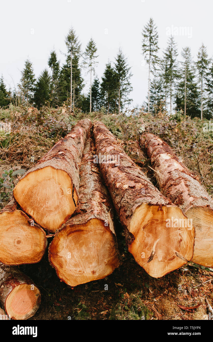 Stacked logs, freshly logged spruce, hemlock and fir trees Stock Photo ...