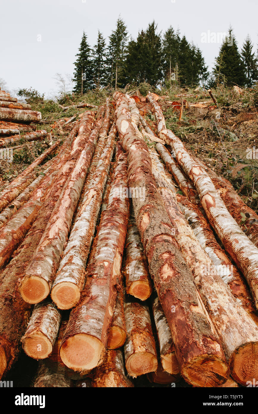 Stacked logs, freshly logged spruce, hemlock and fir trees Stock Photo ...