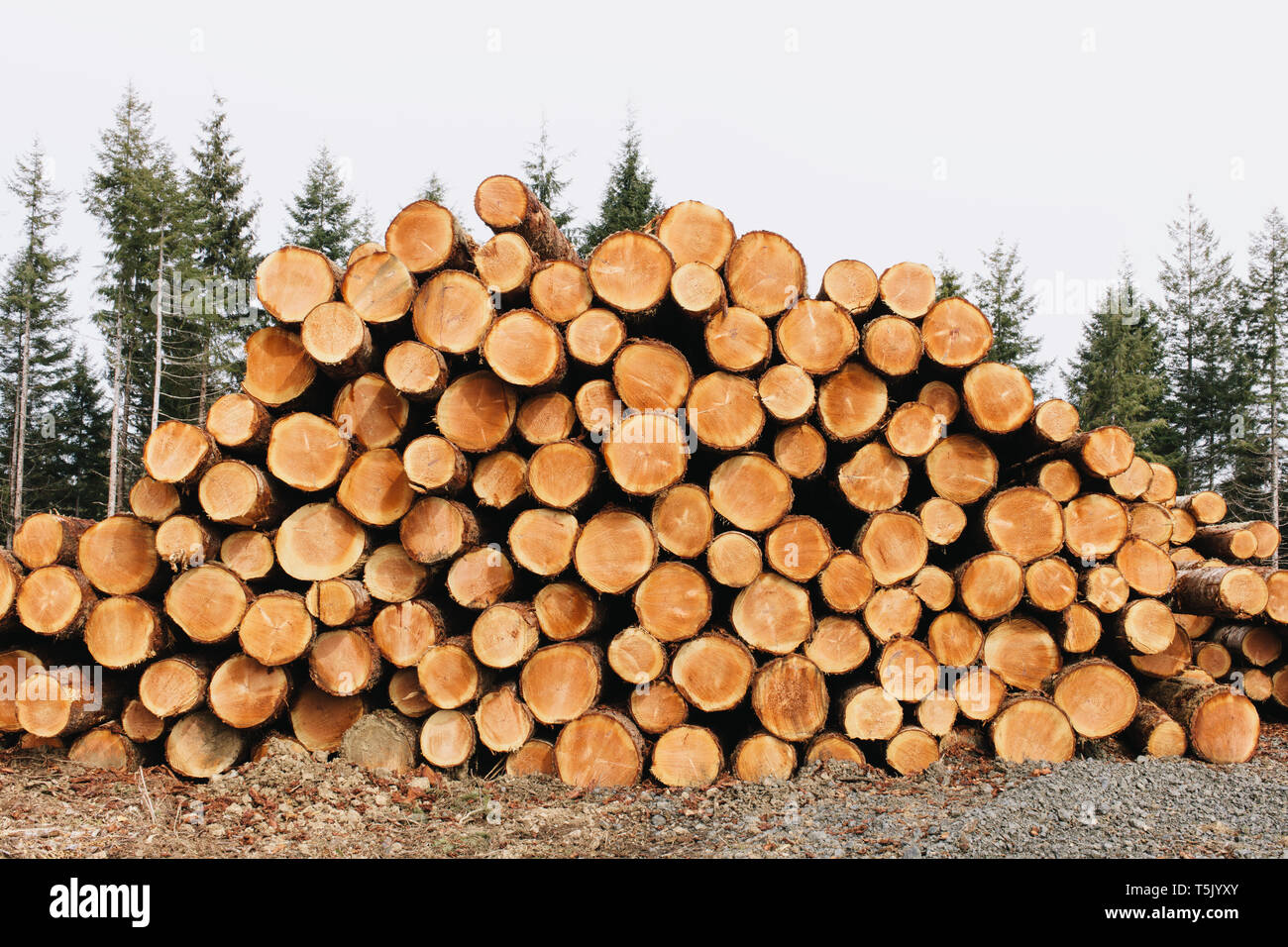 Stacked logs, freshly logged spruce, hemlock and fir trees Stock Photo ...