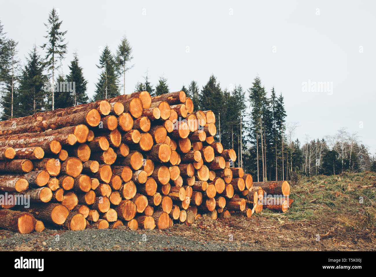 Stacked logs, freshly logged spruce, hemlock and fir trees Stock Photo ...