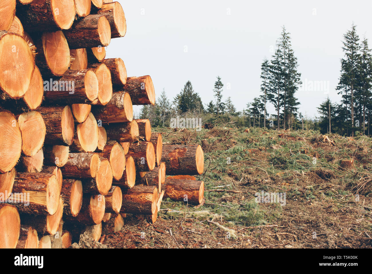 Stacked logs, freshly logged spruce, hemlock and fir trees Stock Photo ...