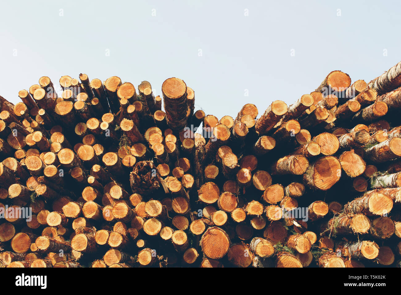 Stacked logs, freshly logged spruce, hemlock and fir trees Stock Photo ...