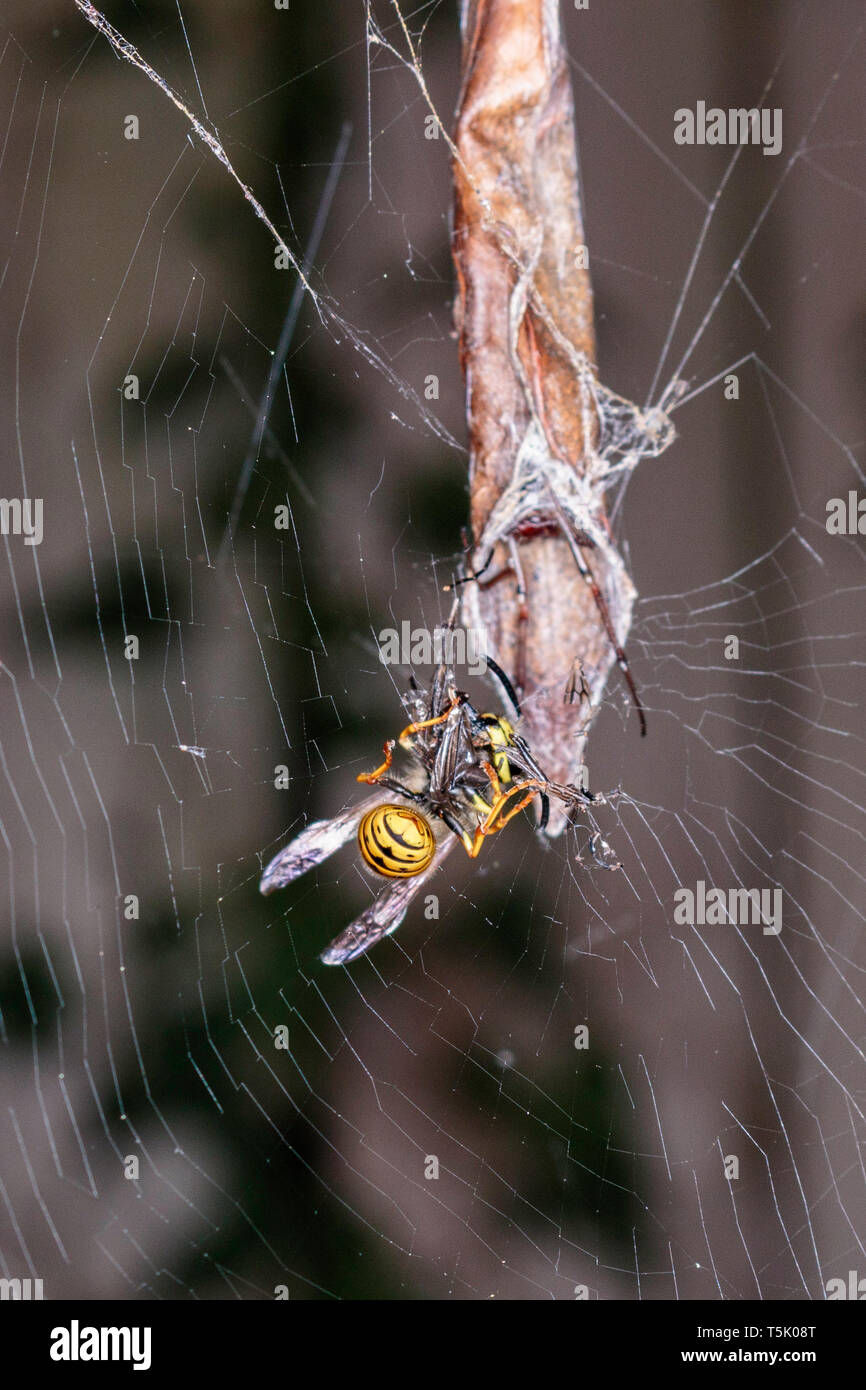 A European Wasp in the web of a female Leaf Curling Spider at Hughes ...