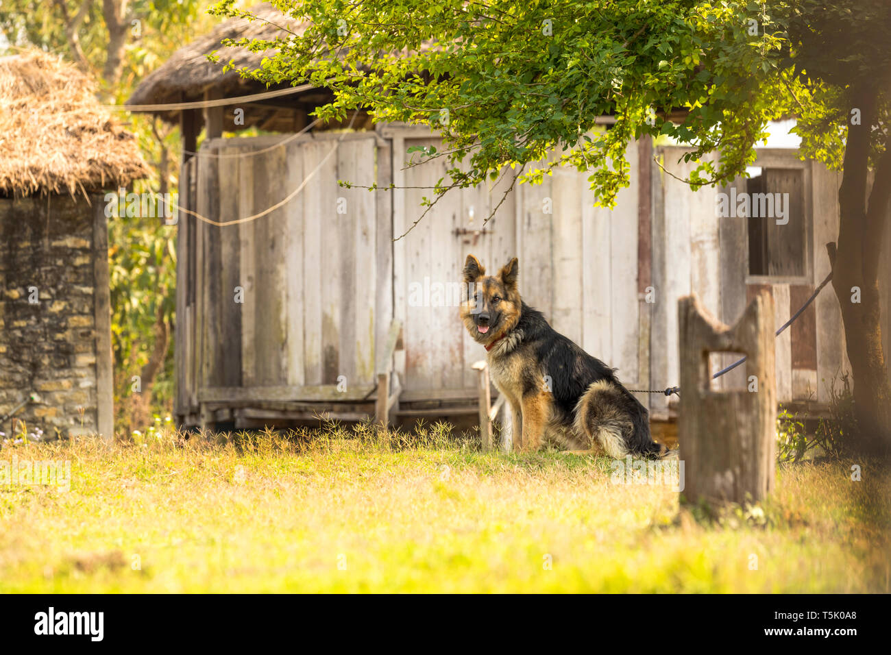 Beautiful german shepherd hi-res stock photography and images - Alamy