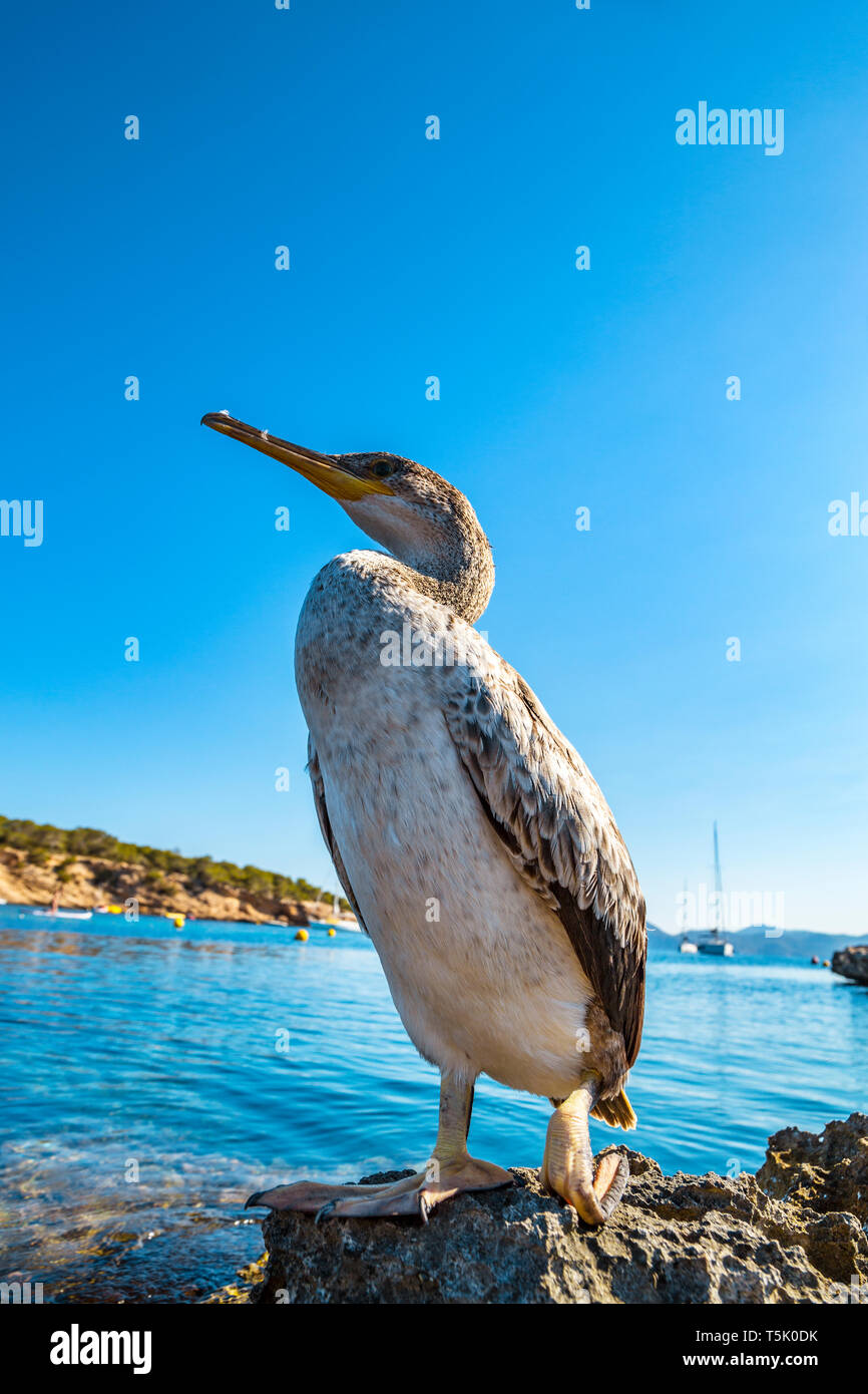 Balearic islands bird hi-res stock photography and images - Alamy