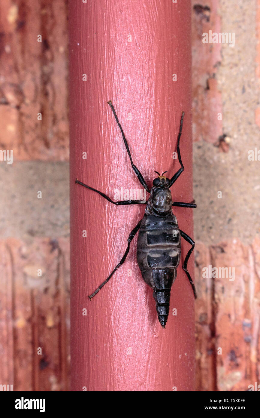 Wingless insects hi-res stock photography and images - Alamy