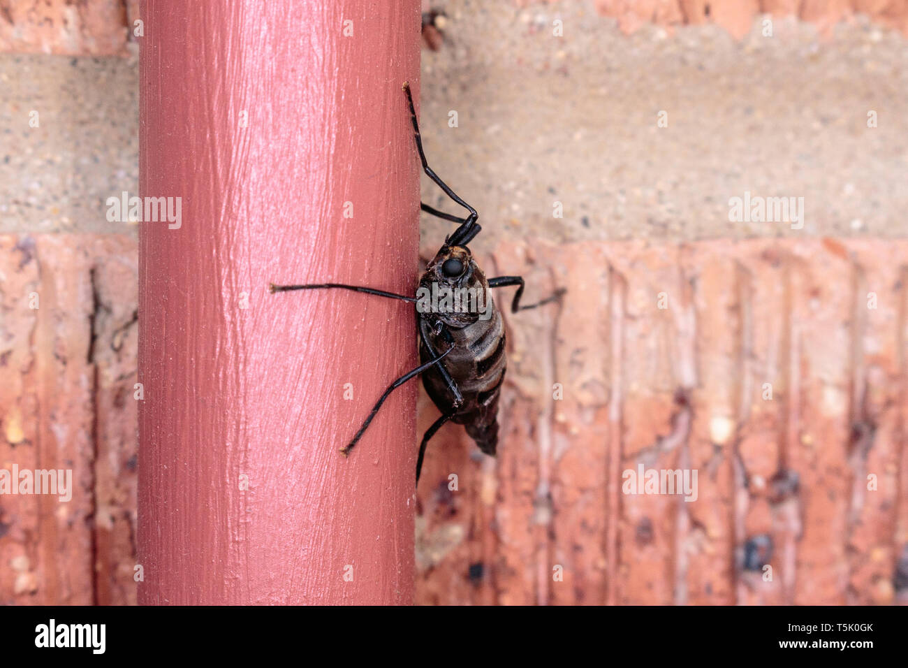 A Wingless Soldier Fly on bricks in Hughes, Canberra on a morning in ...