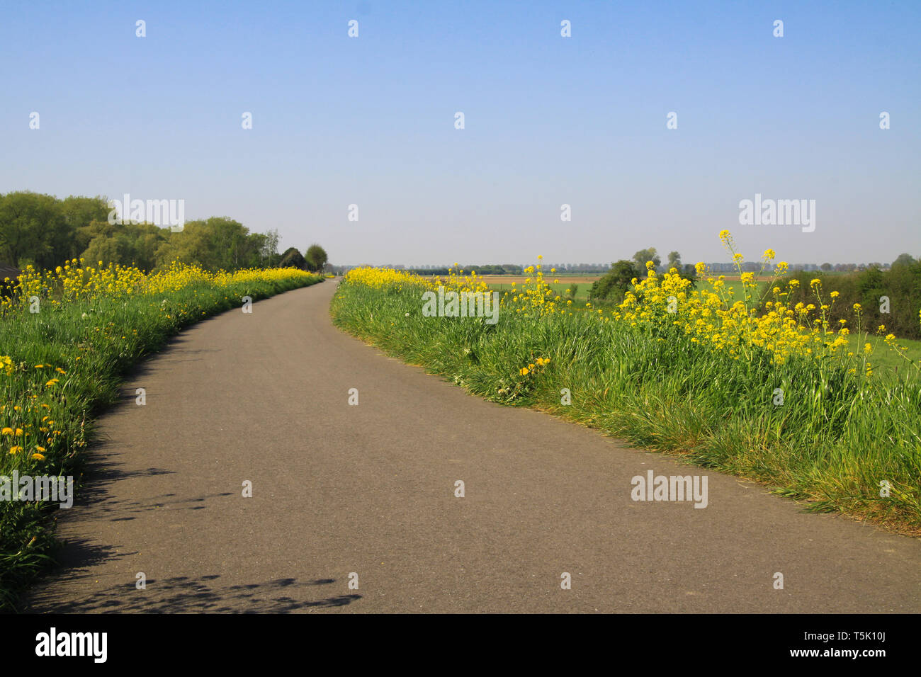 Typical dutch paved rural cycling track with green grass and yellow ...