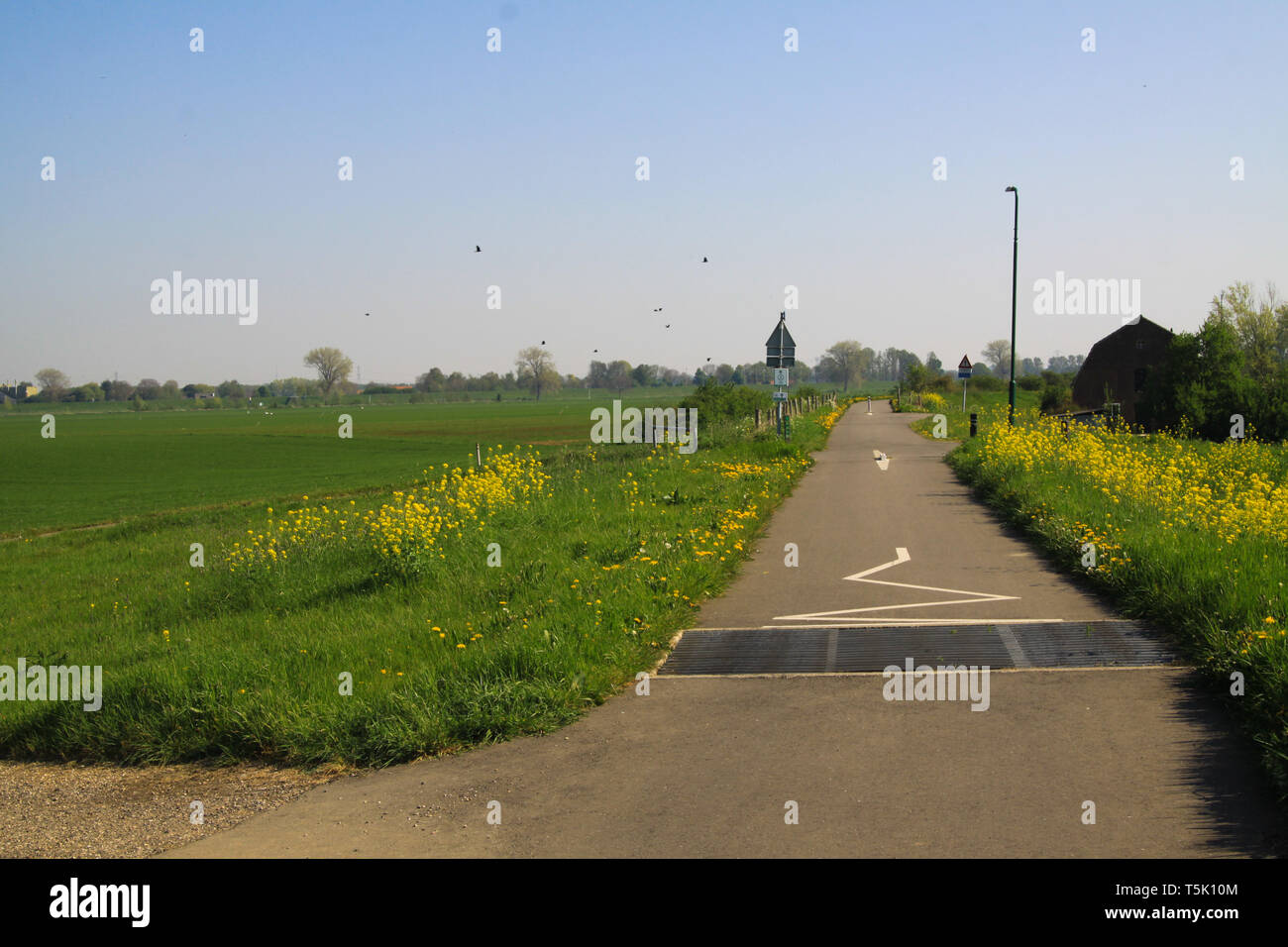 Typical dutch paved rural cycling track with green grass and yellow ...