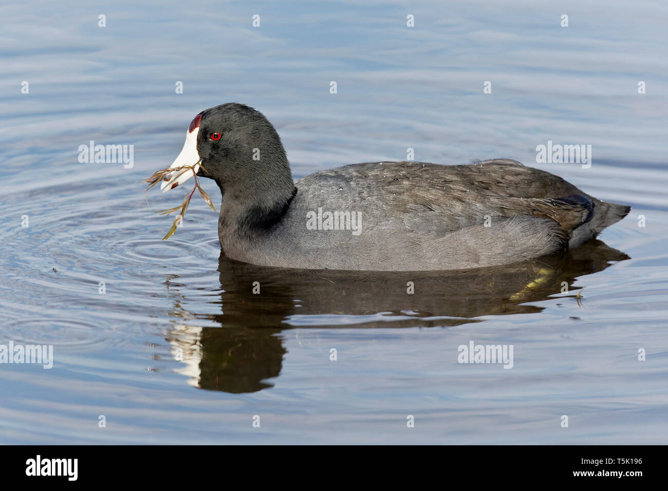 American Coot, Fulica americana, an adult bird swimming and feeding ...