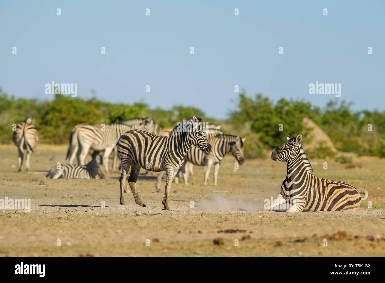 Plains Zebra - Equus quagga, large popular horse like animal from ...