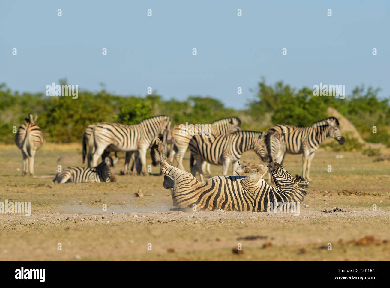 Plains Zebra - Equus quagga, large popular horse like animal from ...