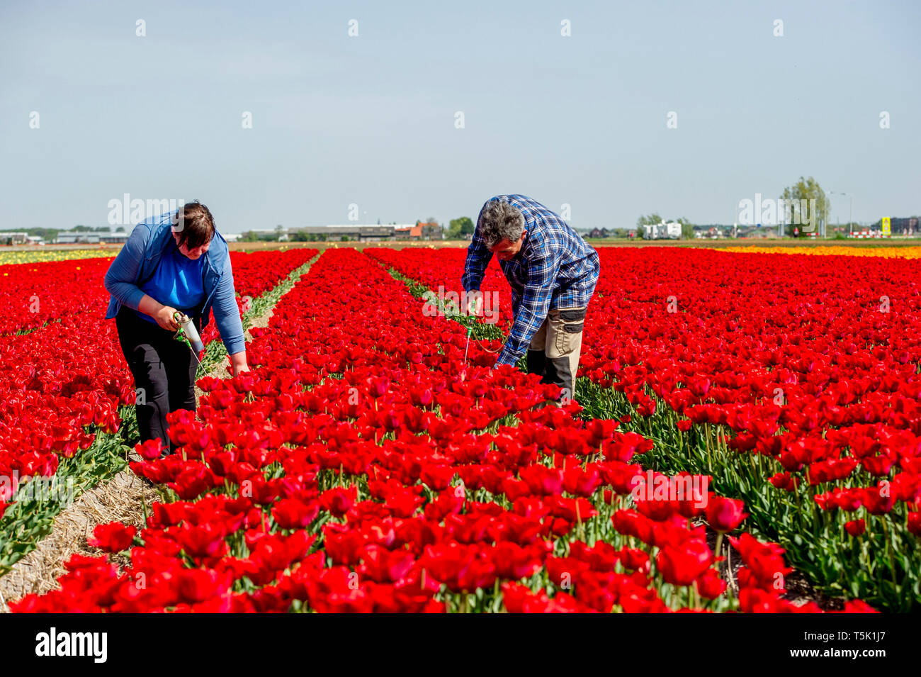 LISSE - LISSE - tourists in the bulb fields tourist crowds A crush barrier with a banner to keep ...
