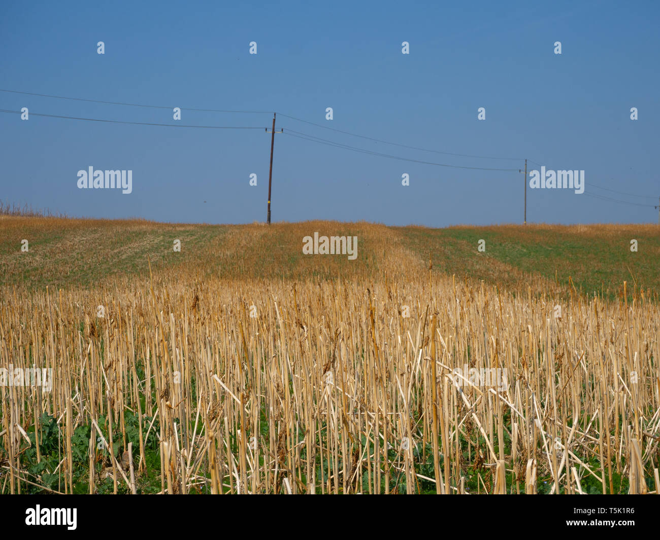 Agriculture field in spring Stock Photo - Alamy