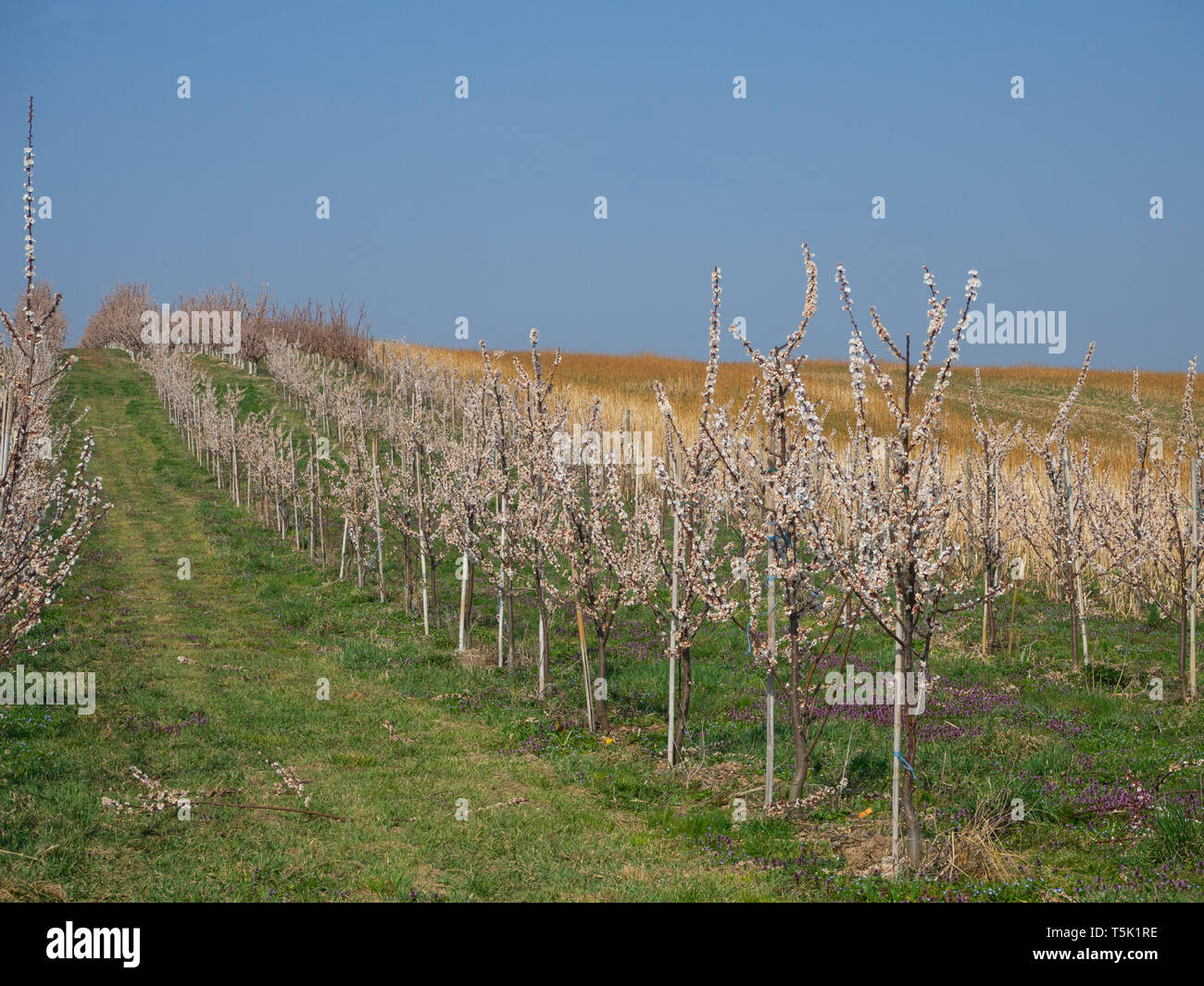 Fruit plantation hi-res stock photography and images - Alamy