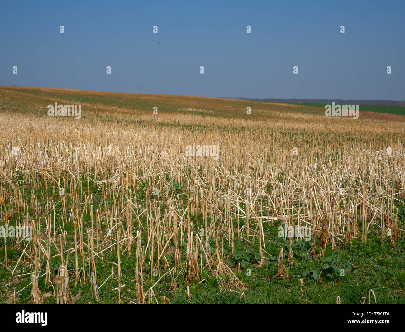 Agriculture field in spring Stock Photo - Alamy