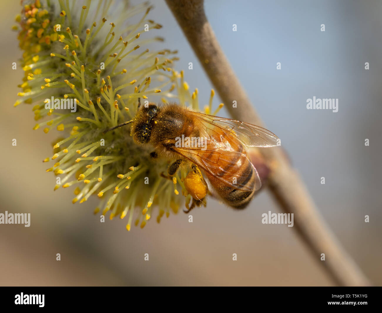 Honey bee on catkin Stock Photo - Alamy
