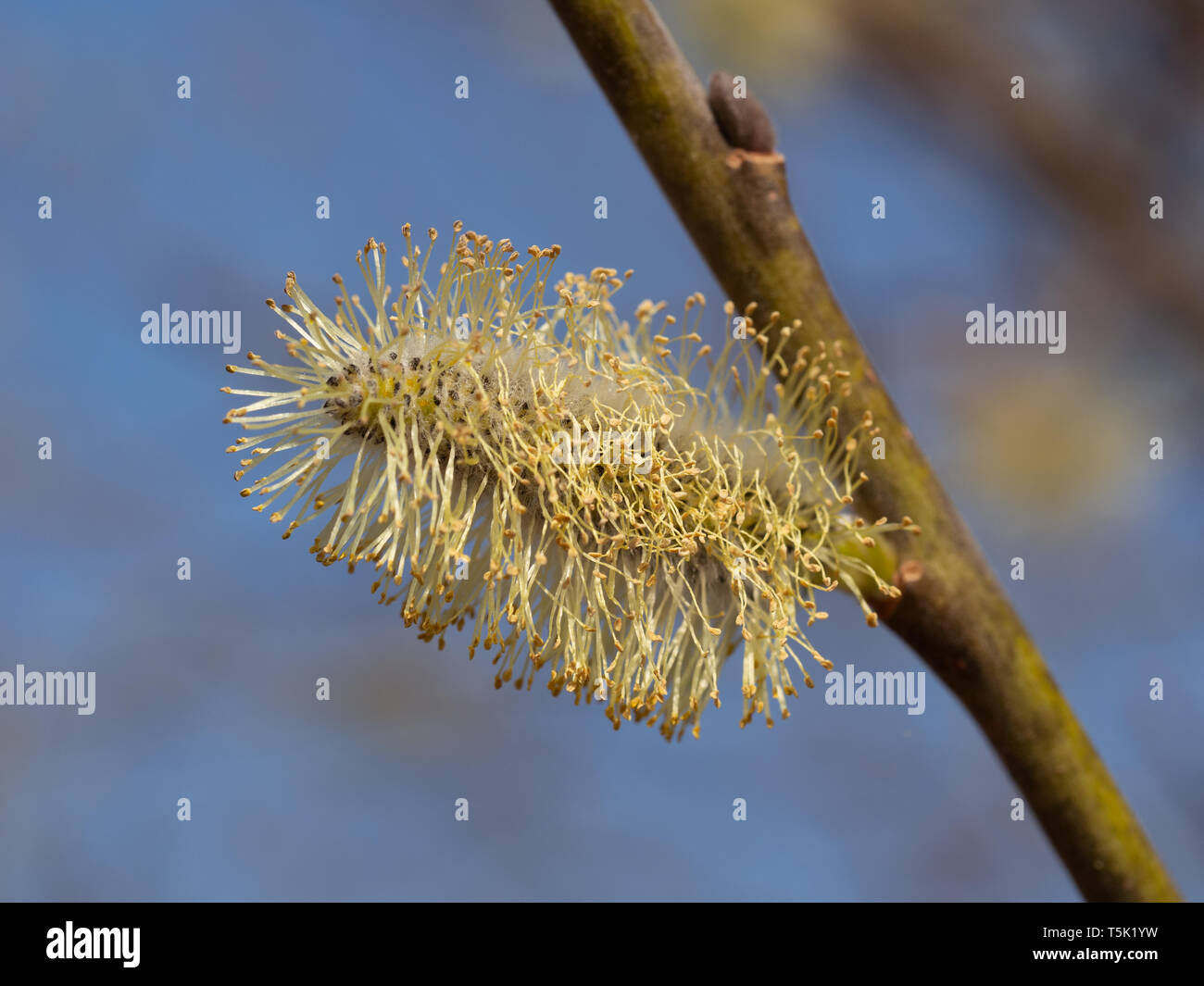 Willow tree with catkin Stock Photo - Alamy
