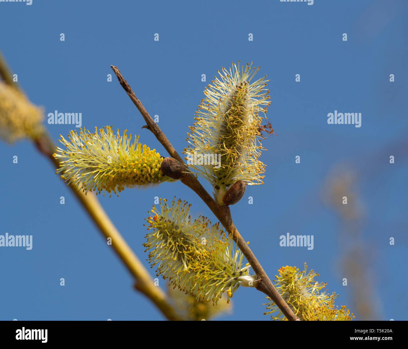 Willow tree with catkin Stock Photo - Alamy