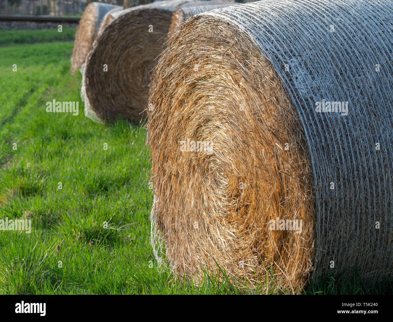 Bale of straw in meadow Stock Photo - Alamy